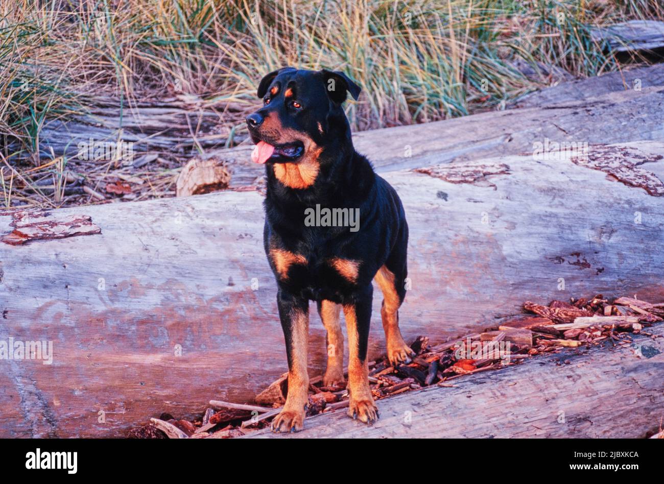 A rottweiler dog standing on a log with greenery in the background ...