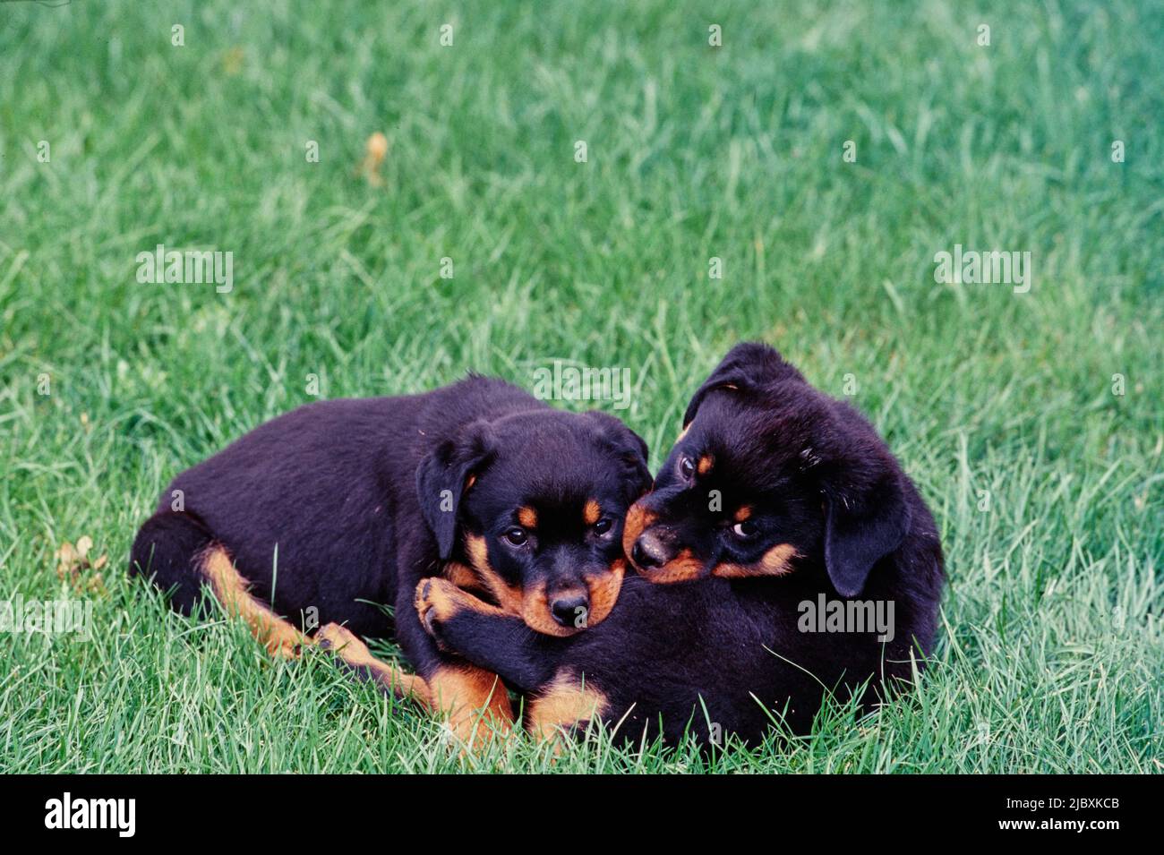Rottweilers two dog rottweiler hi-res stock photography and images - Alamy