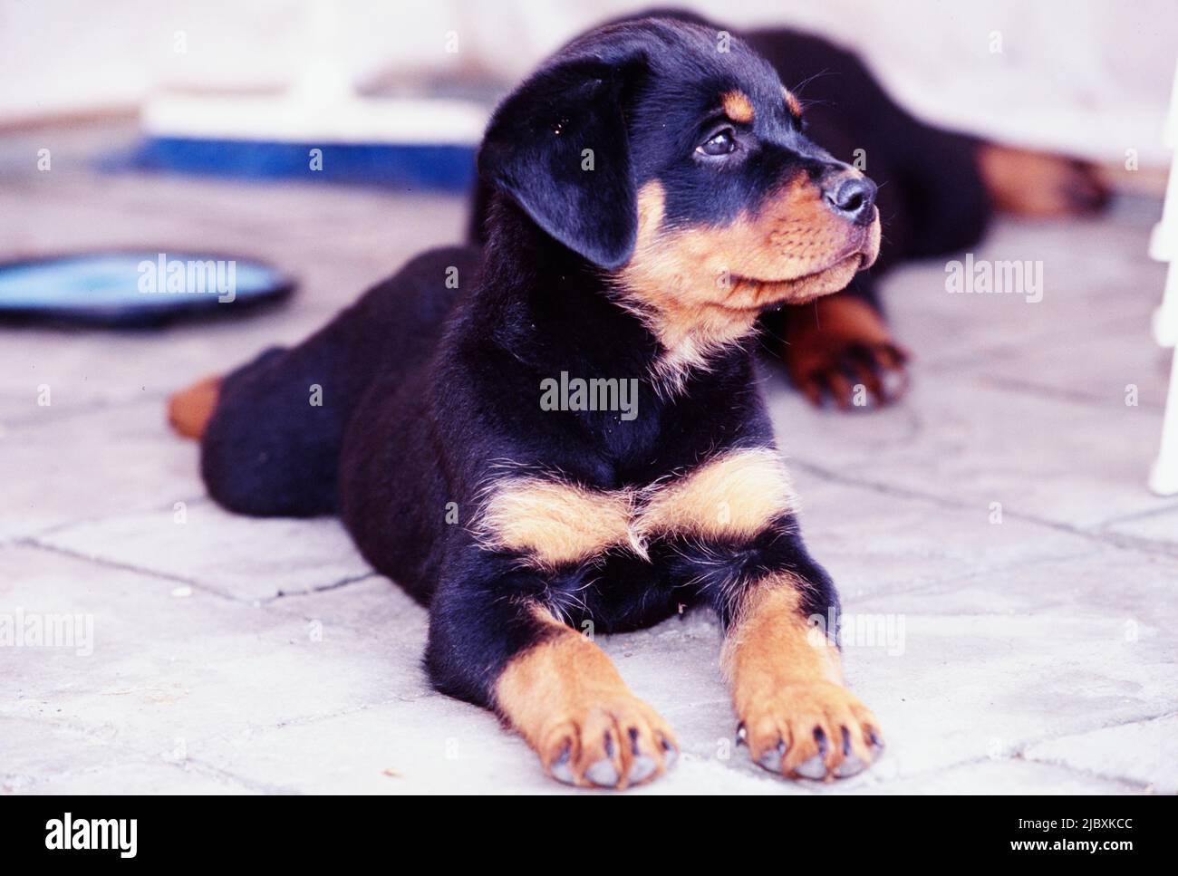 A rottweiler puppy dog laying on a stone surface Stock Photo - Alamy