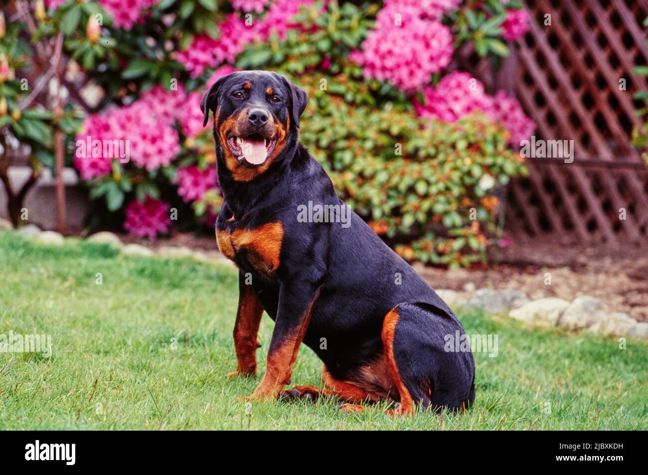A rottweiler dog sitting in grass with pink flowers in the background ...