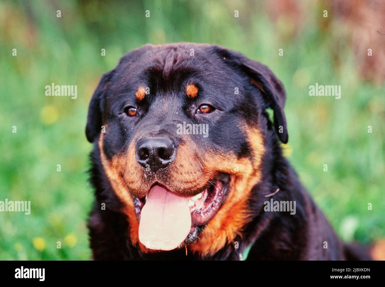 Rottweiler rottweilers dog dogs hi-res stock photography and images - Alamy