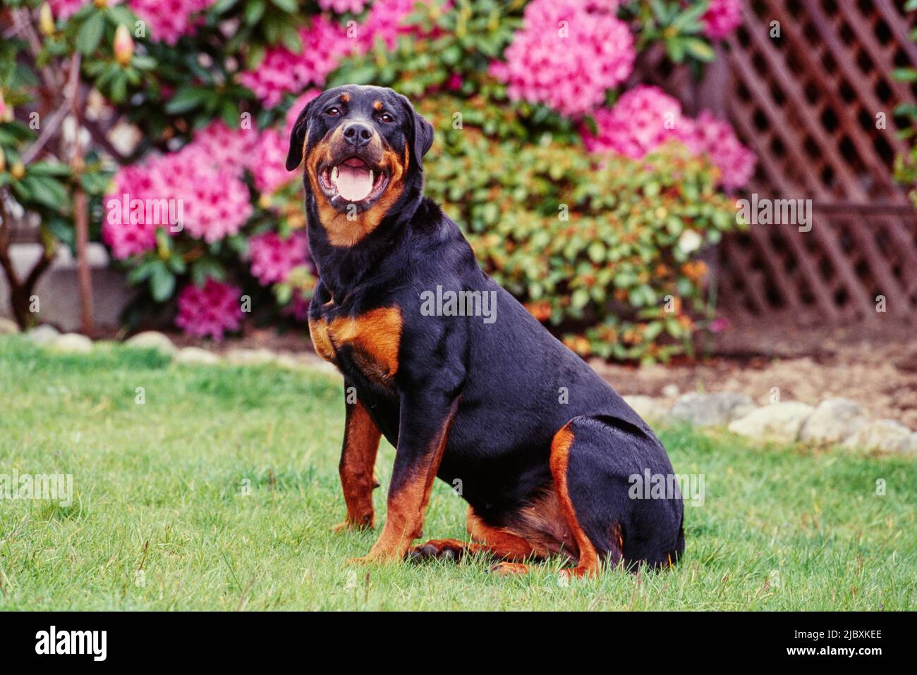 A rottweiler dog sitting in grass with pink flowers in the background ...
