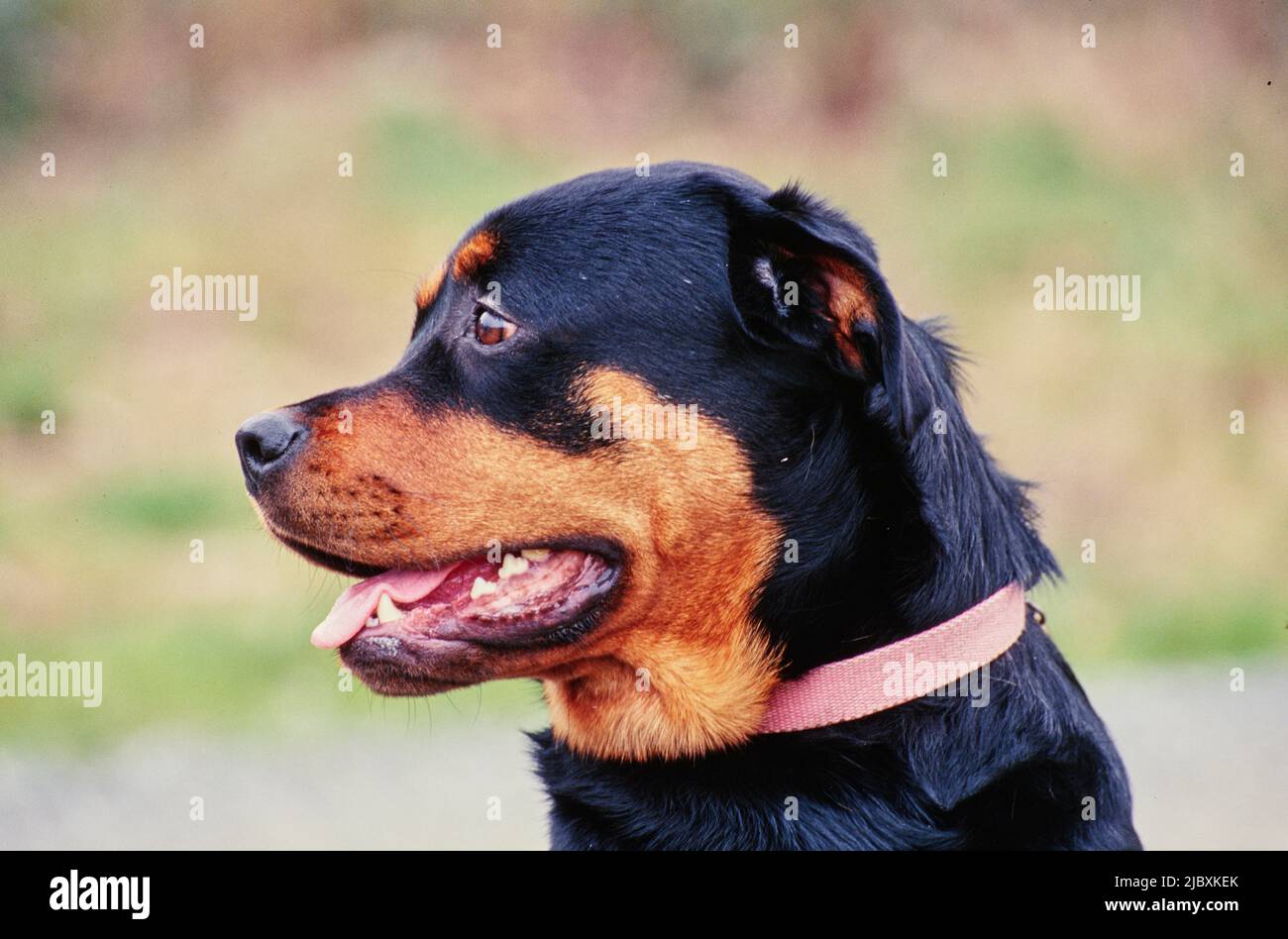 Close-up side profile of a rottweiler dog's face Stock Photo - Alamy
