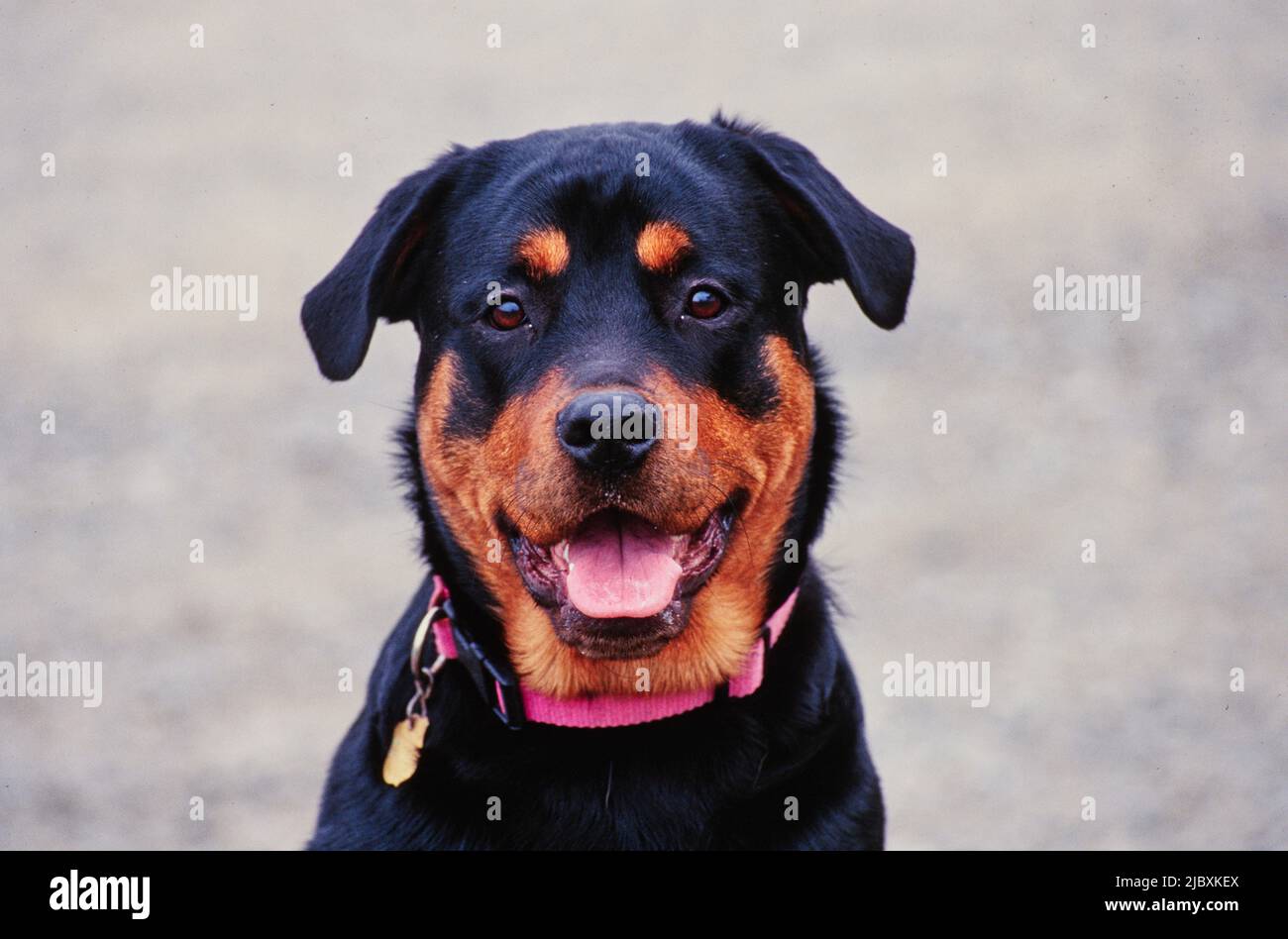 Rottweiler dogs hi-res stock photography and images - Alamy