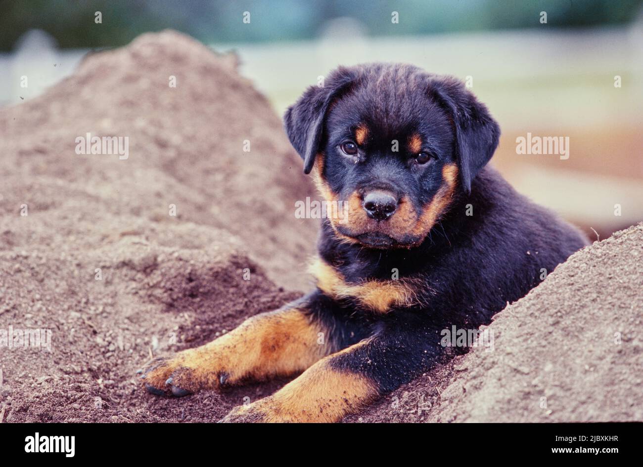 A rottweiler puppy dog laying in a pile of dirt Stock Photo - Alamy