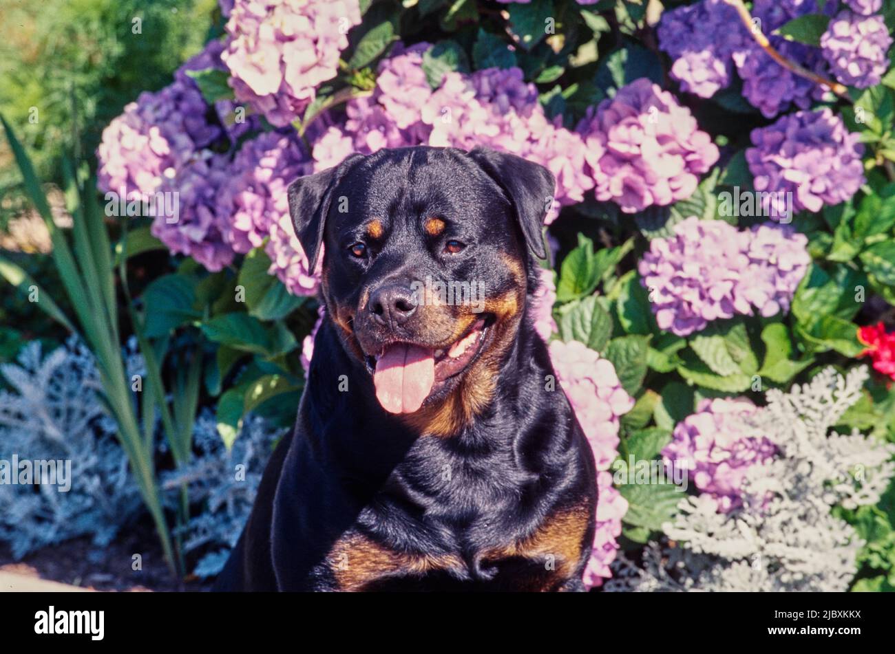 A rottweiler dog in front of greenery and purple flowers Stock Photo ...