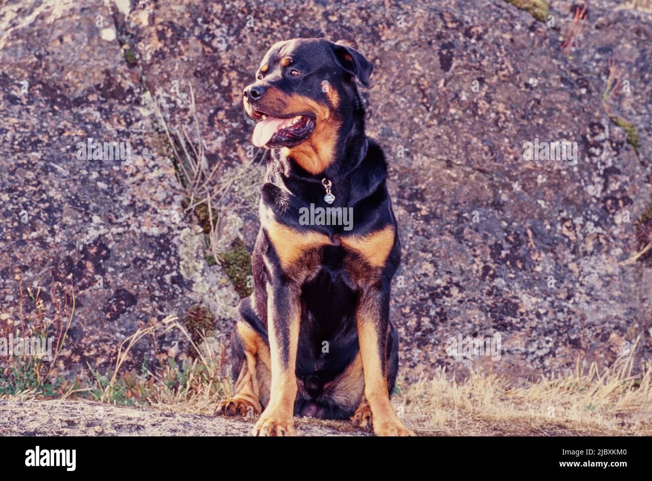 A rottweiler dog sitting on rocky terrain Stock Photo - Alamy