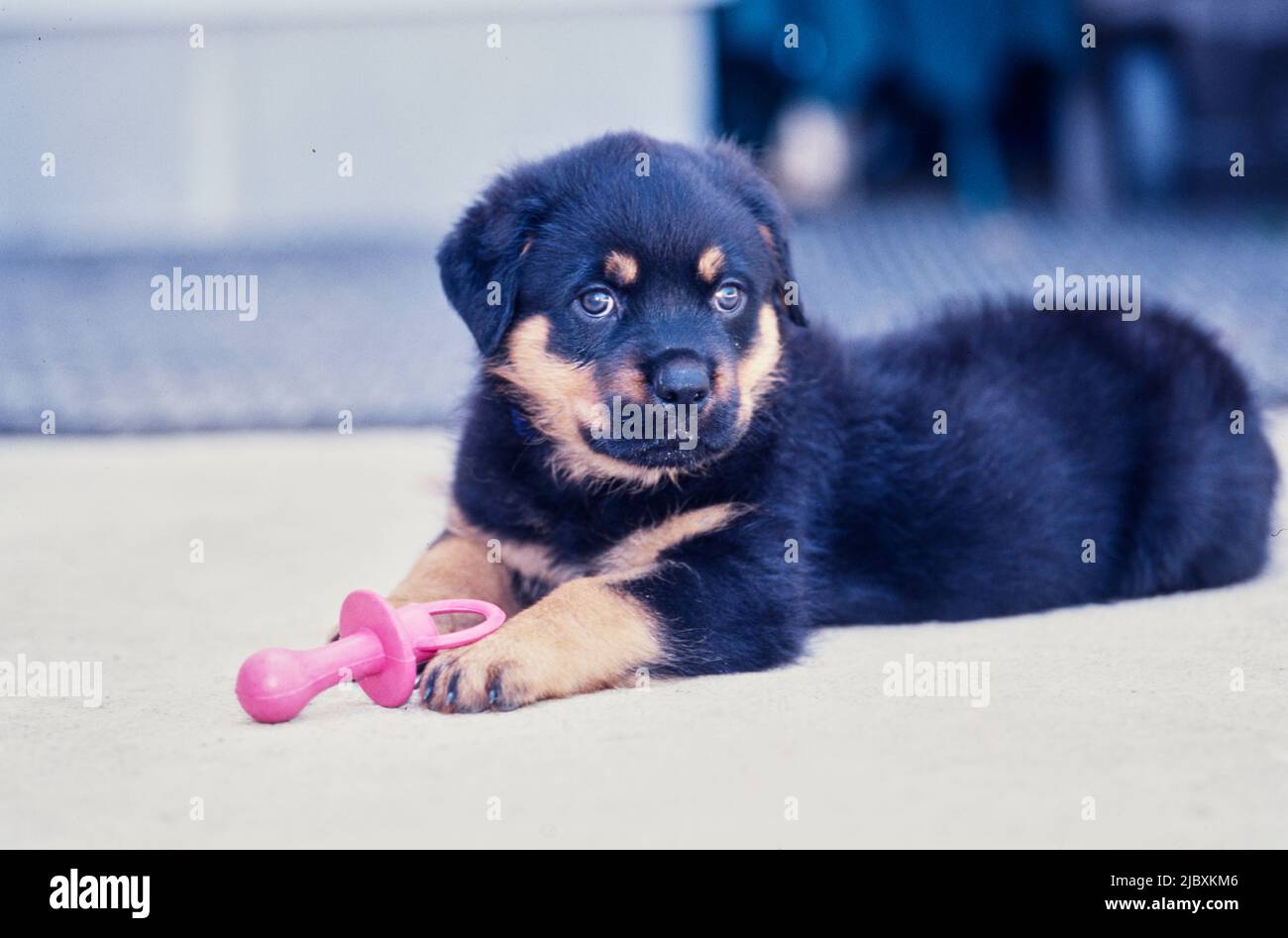 A rottweiler puppy dog with a pink pacifier by its paws Stock Photo - Alamy