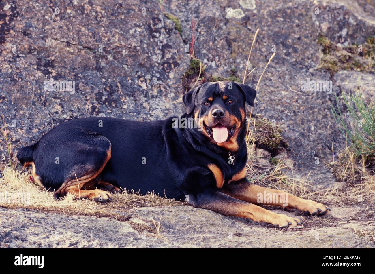 A rottweiler dog laying on rocky ground Stock Photo - Alamy
