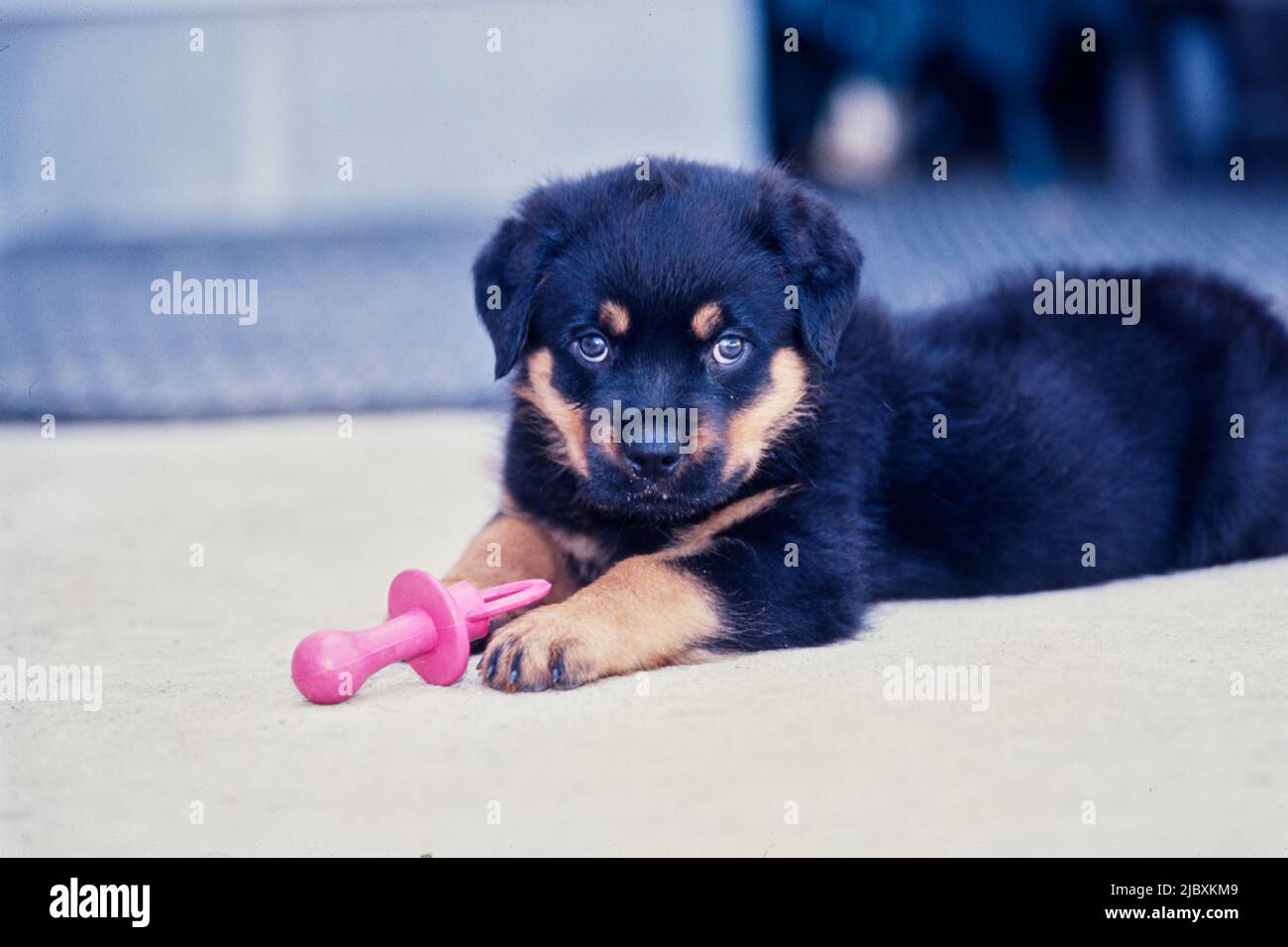 A rottweiler puppy dog with a pink pacifier by its paws Stock Photo - Alamy