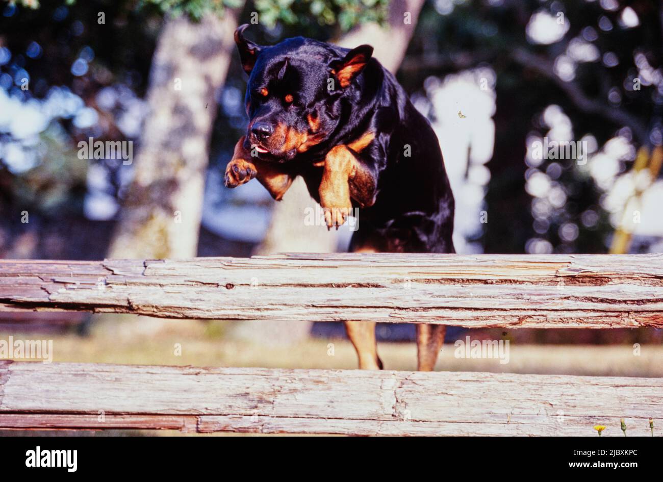 A rottweiler dog jumping over a wooden fence Stock Photo - Alamy