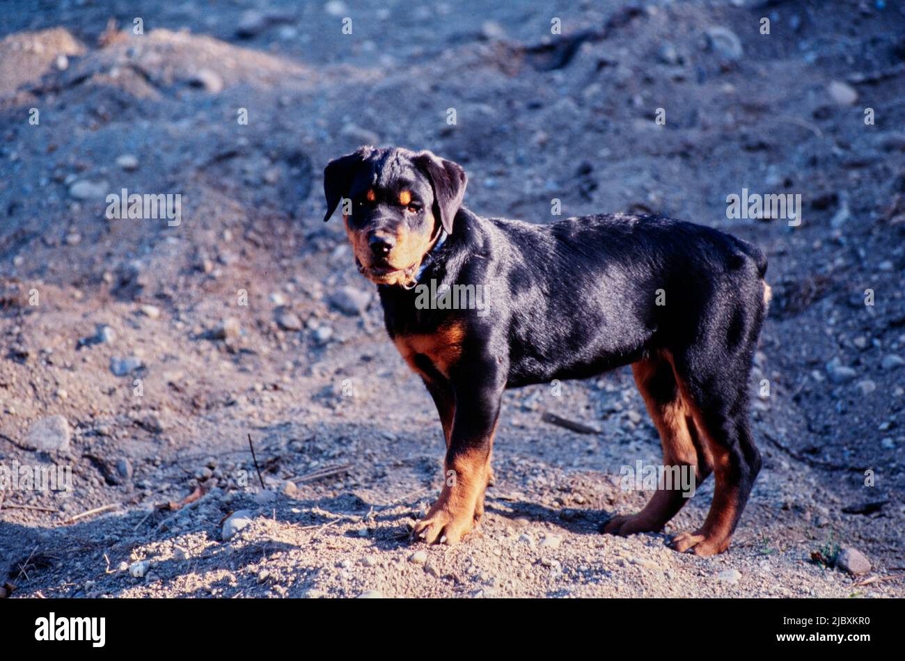 A rottweiler dog standing on rocky terrain Stock Photo - Alamy