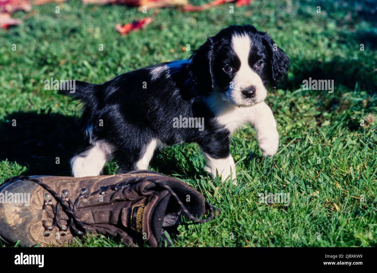 An English springer spaniel puppy dog standing in grass with an old ...