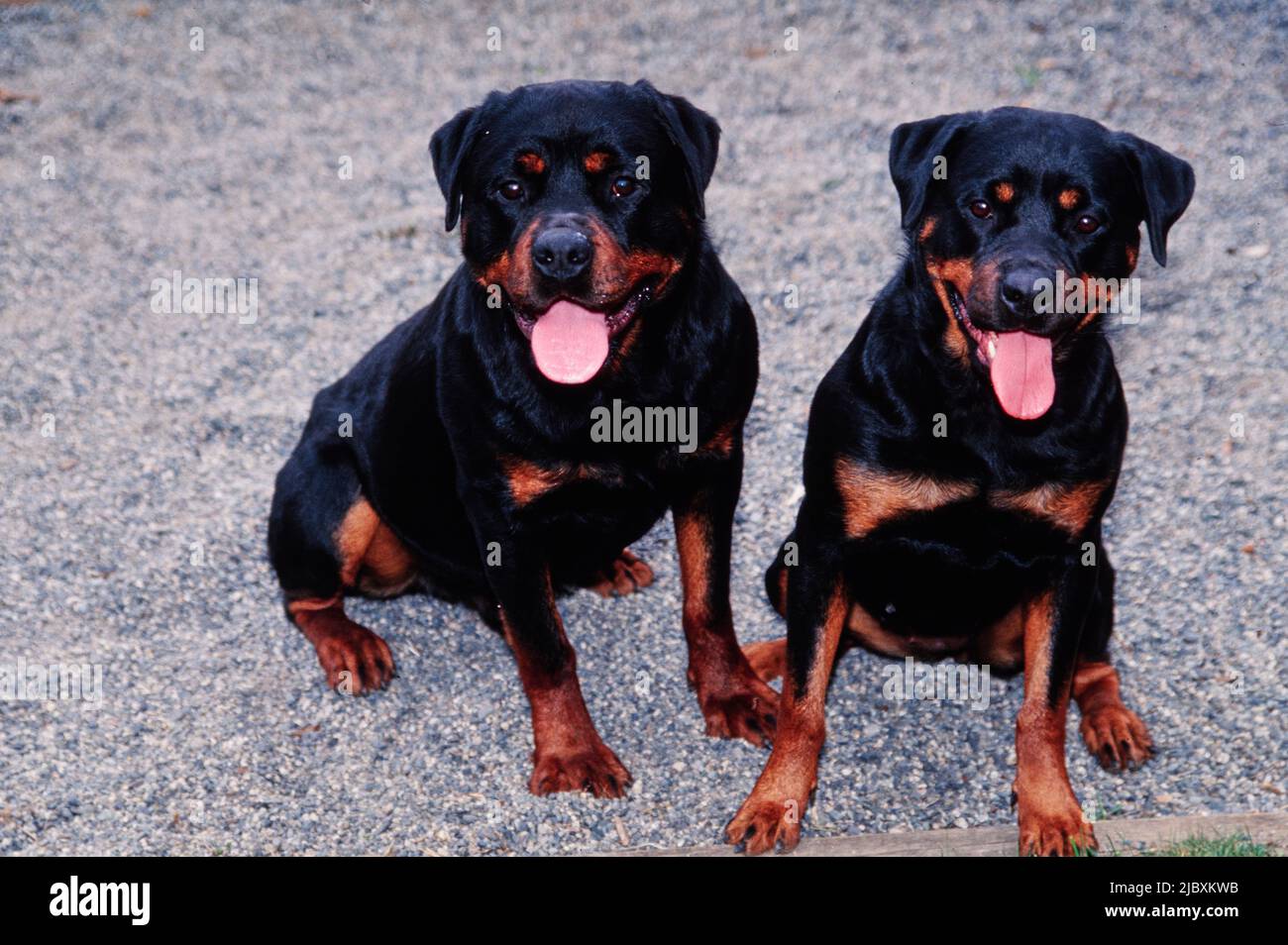 Two rottweiler dogs sitting in gravel Stock Photo - Alamy
