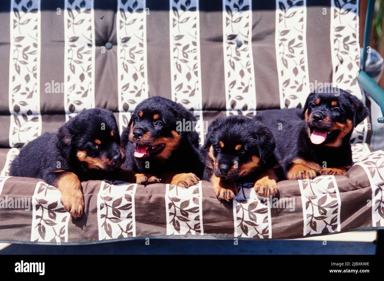Four rottweiler puppy dogs sitting on a porch swing Stock Photo - Alamy