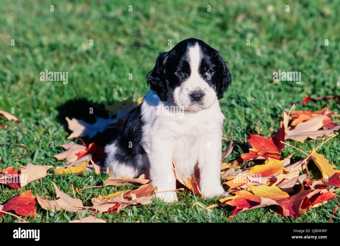 English spinger spaniel hi-res stock photography and images - Alamy