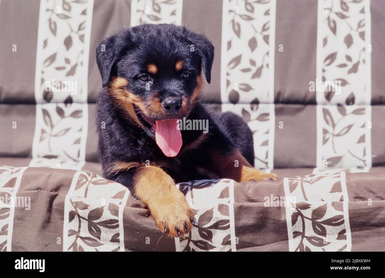 A rottweiler puppy on a fabric covered bench seat Stock Photo - Alamy