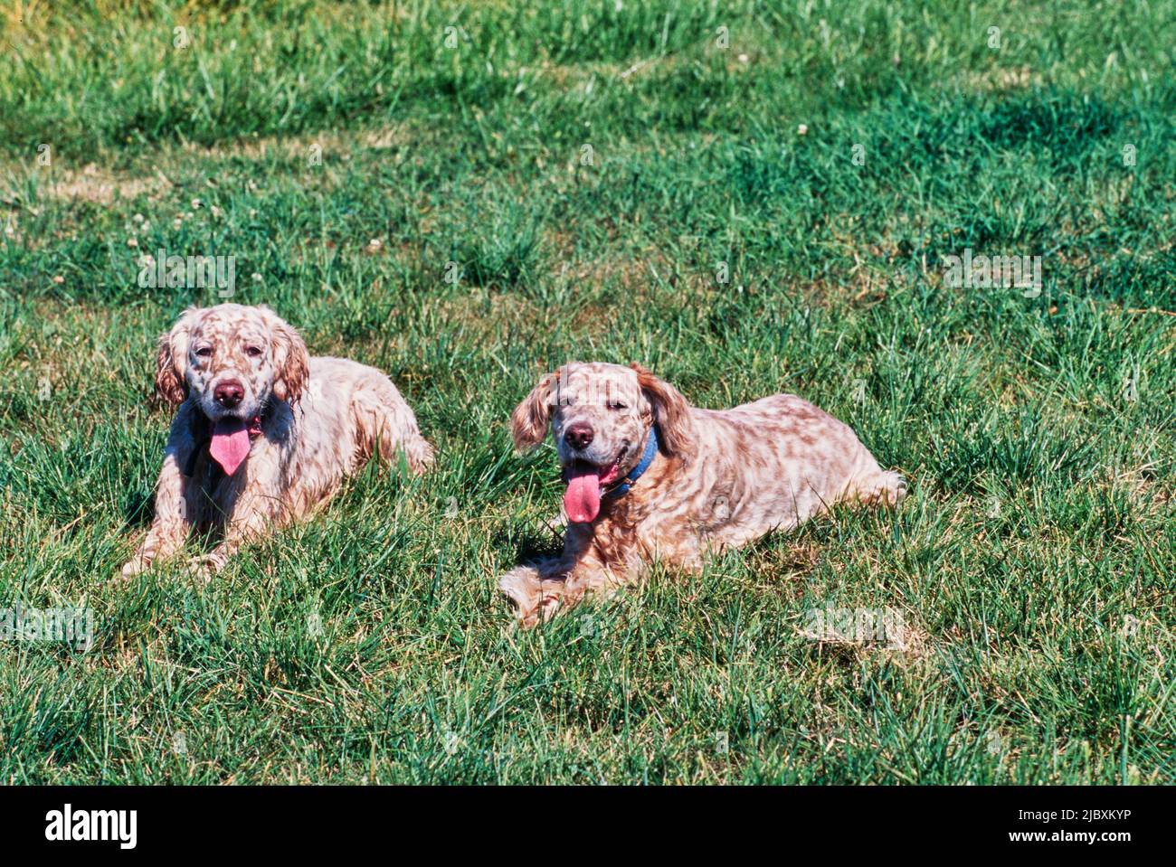 Two english setters hi-res stock photography and images - Alamy