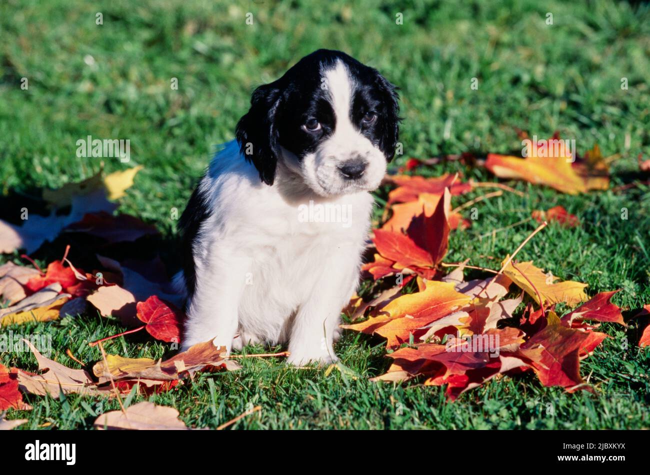 English spinger spaniel hi-res stock photography and images - Alamy