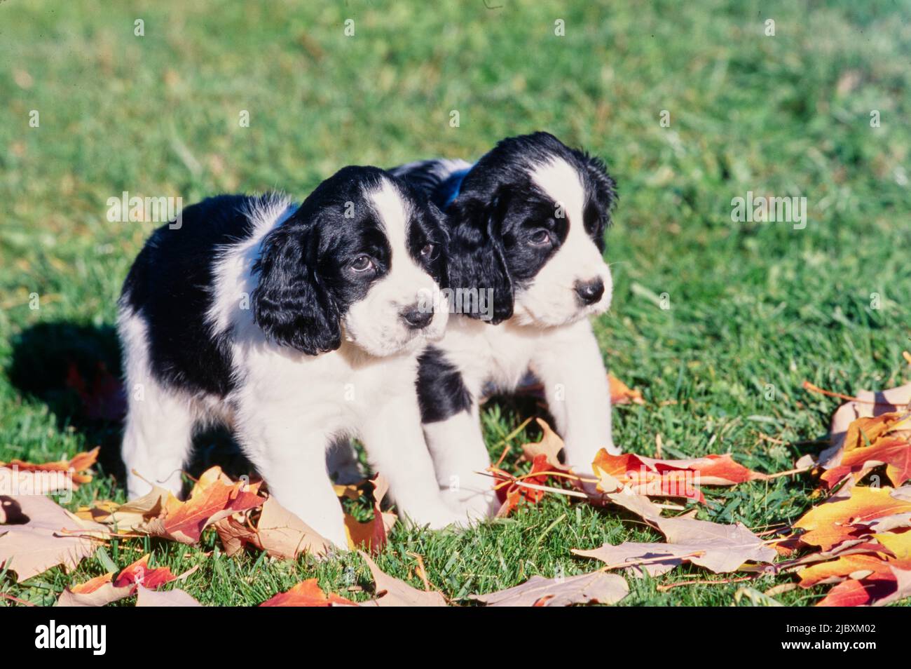 Two English springer spaniel puppy dogs standing in grass with autumn ...