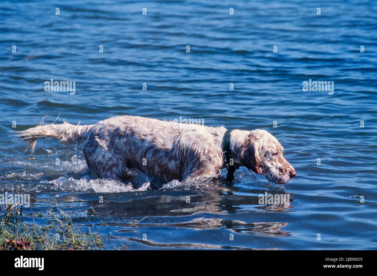 An English setter dog wading into a body of water Stock Photo - Alamy