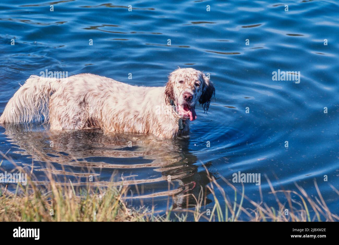 An English setter dog wading into a body of water Stock Photo - Alamy