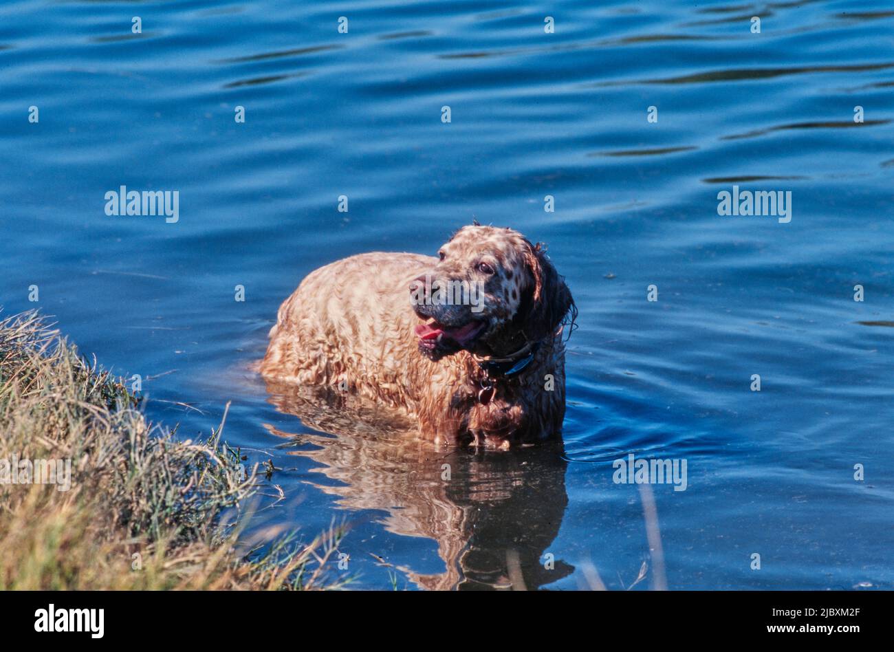 An English setter dog wading into a body of water Stock Photo - Alamy