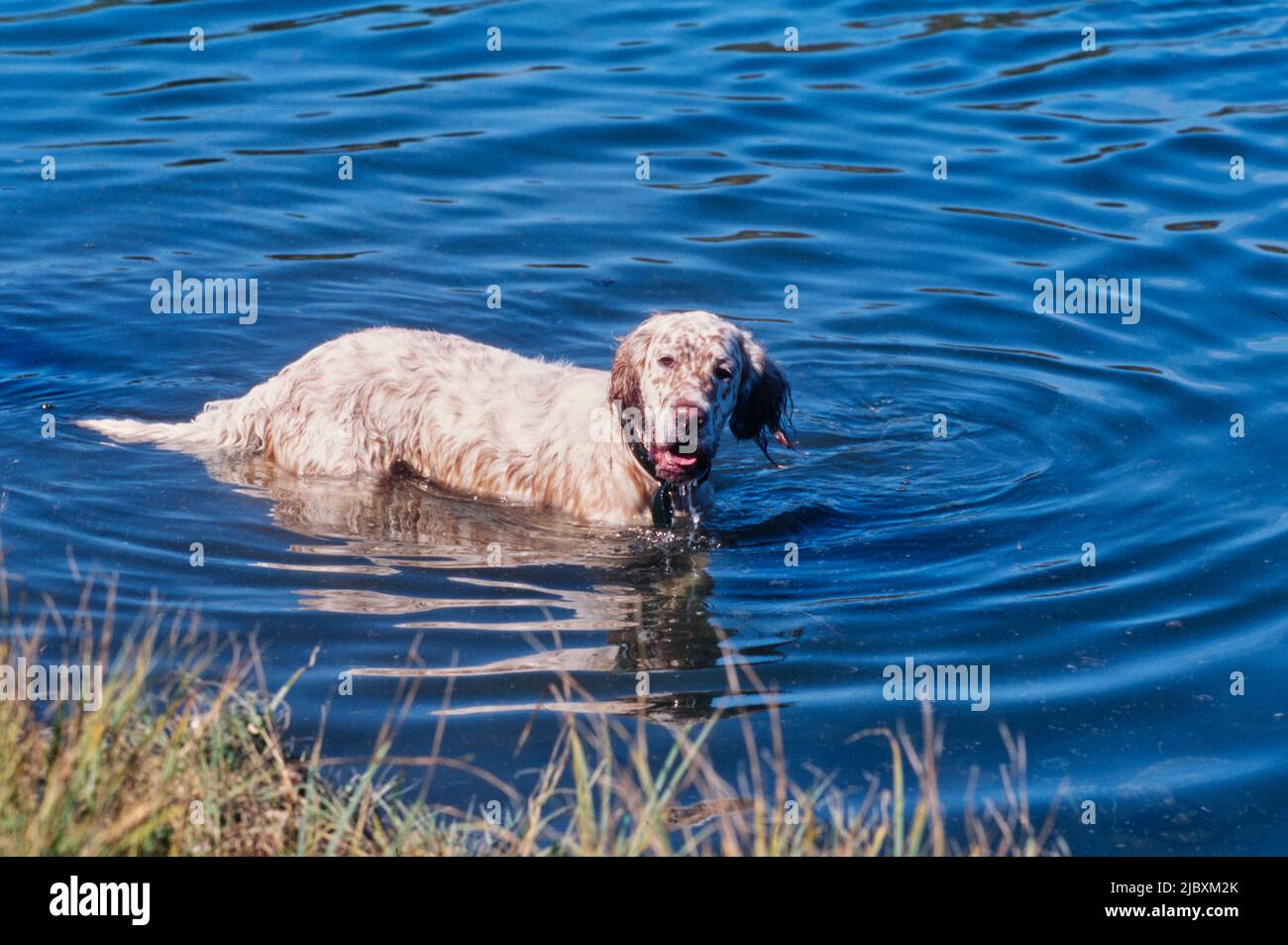 English setters hi-res stock photography and images - Alamy