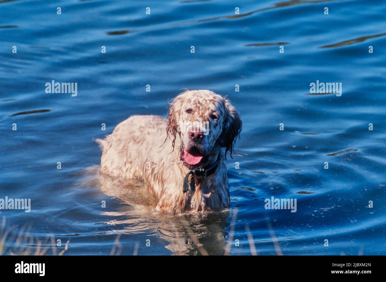 An English setter dog wading into a body of water Stock Photo - Alamy