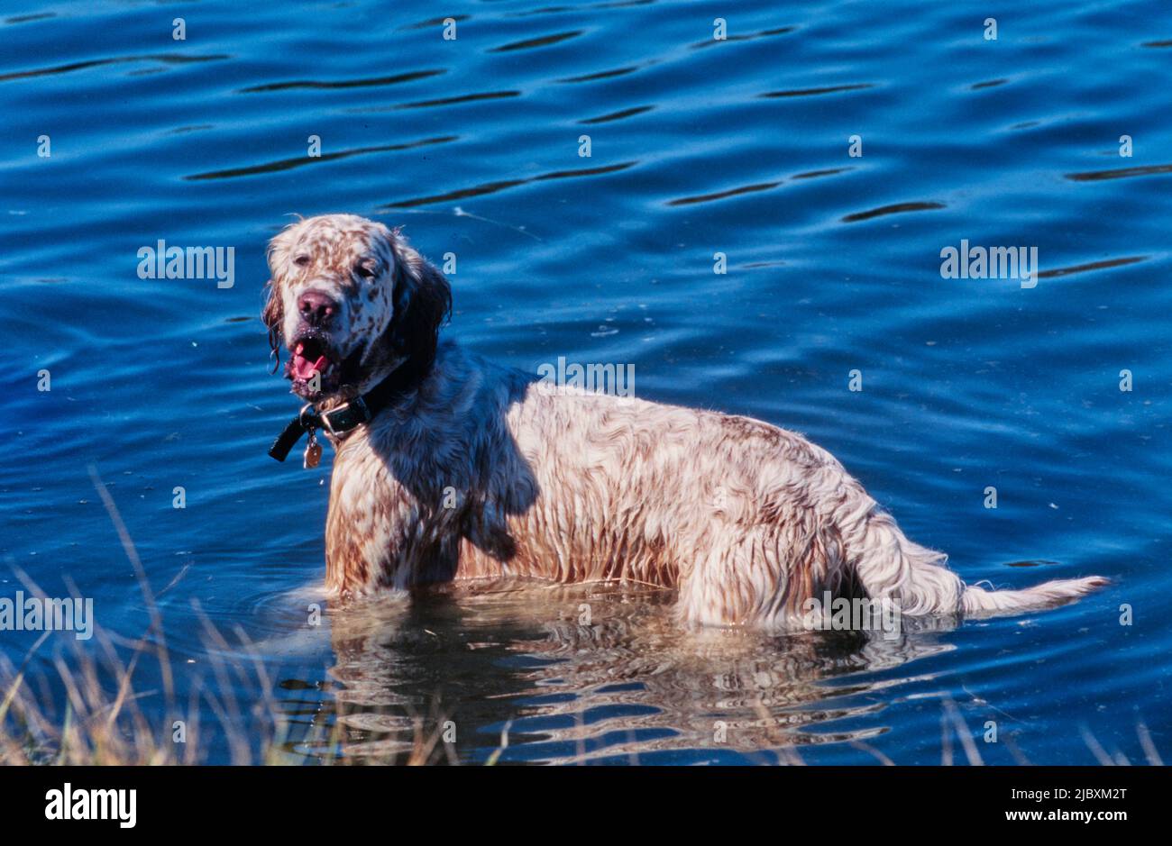 An English setter dog wading into a body of water Stock Photo - Alamy