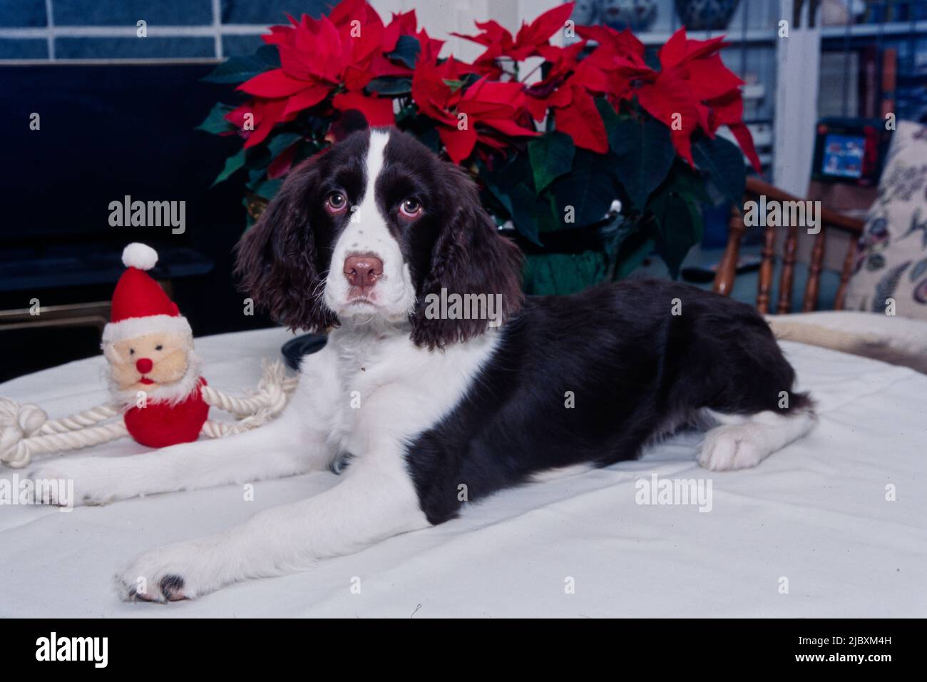 English springer spaniels christmas hi-res stock photography and images ...
