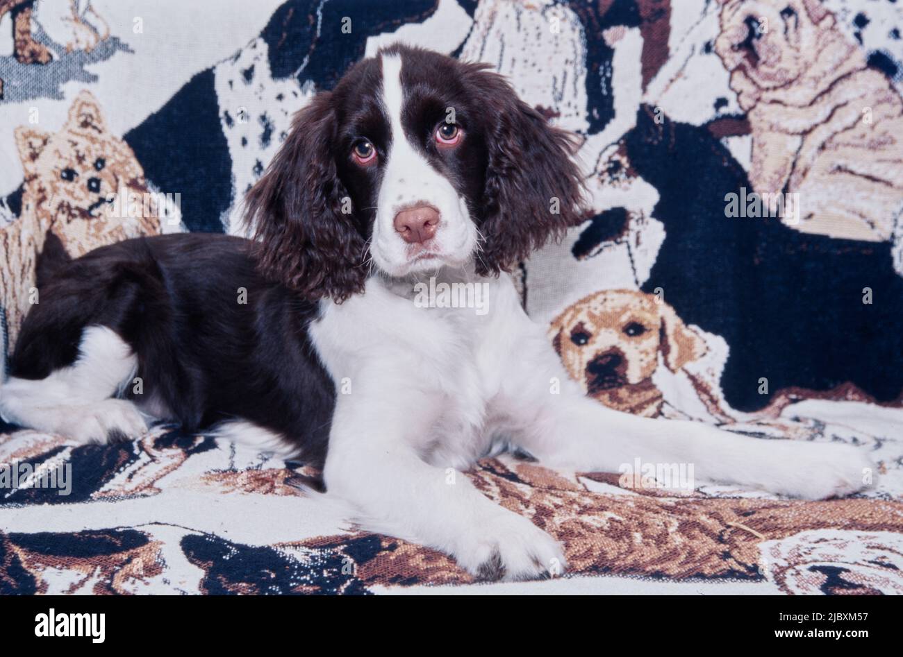 An English springer spaniel laying on a blanket printed with dog ...