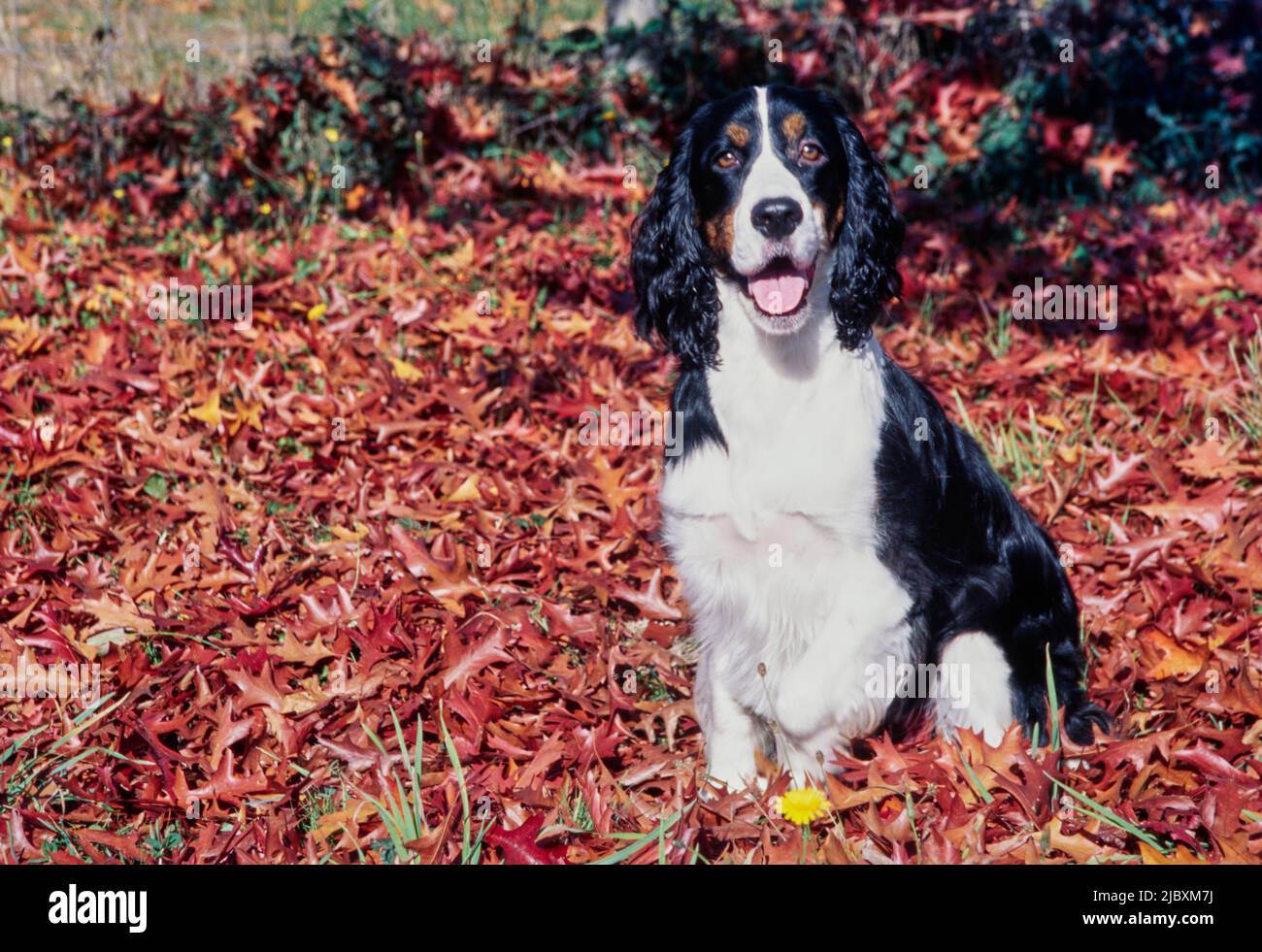 An English springer spaniel sitting in a patch of red and orange leaves ...