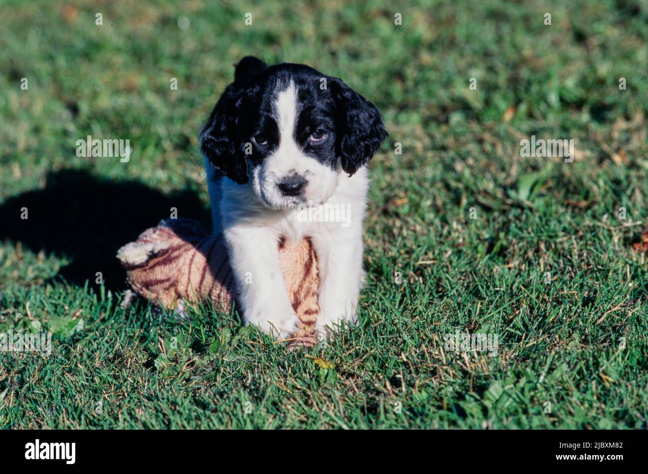 English spinger spaniel hi-res stock photography and images - Alamy