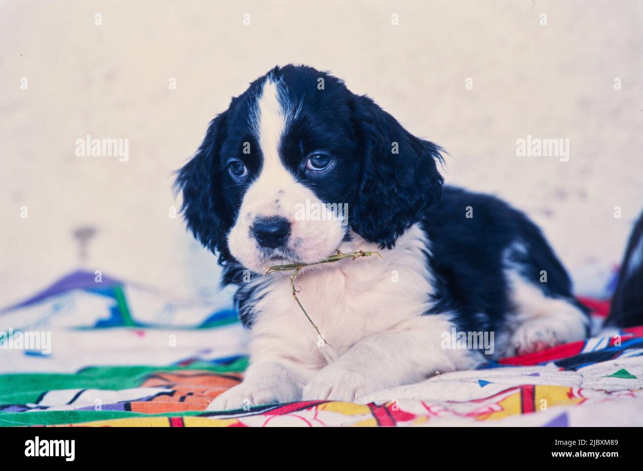 English spinger spaniel hi-res stock photography and images - Alamy