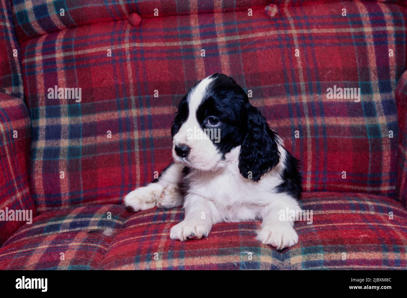 English springer spaniel puppy hi-res stock photography and images - Alamy