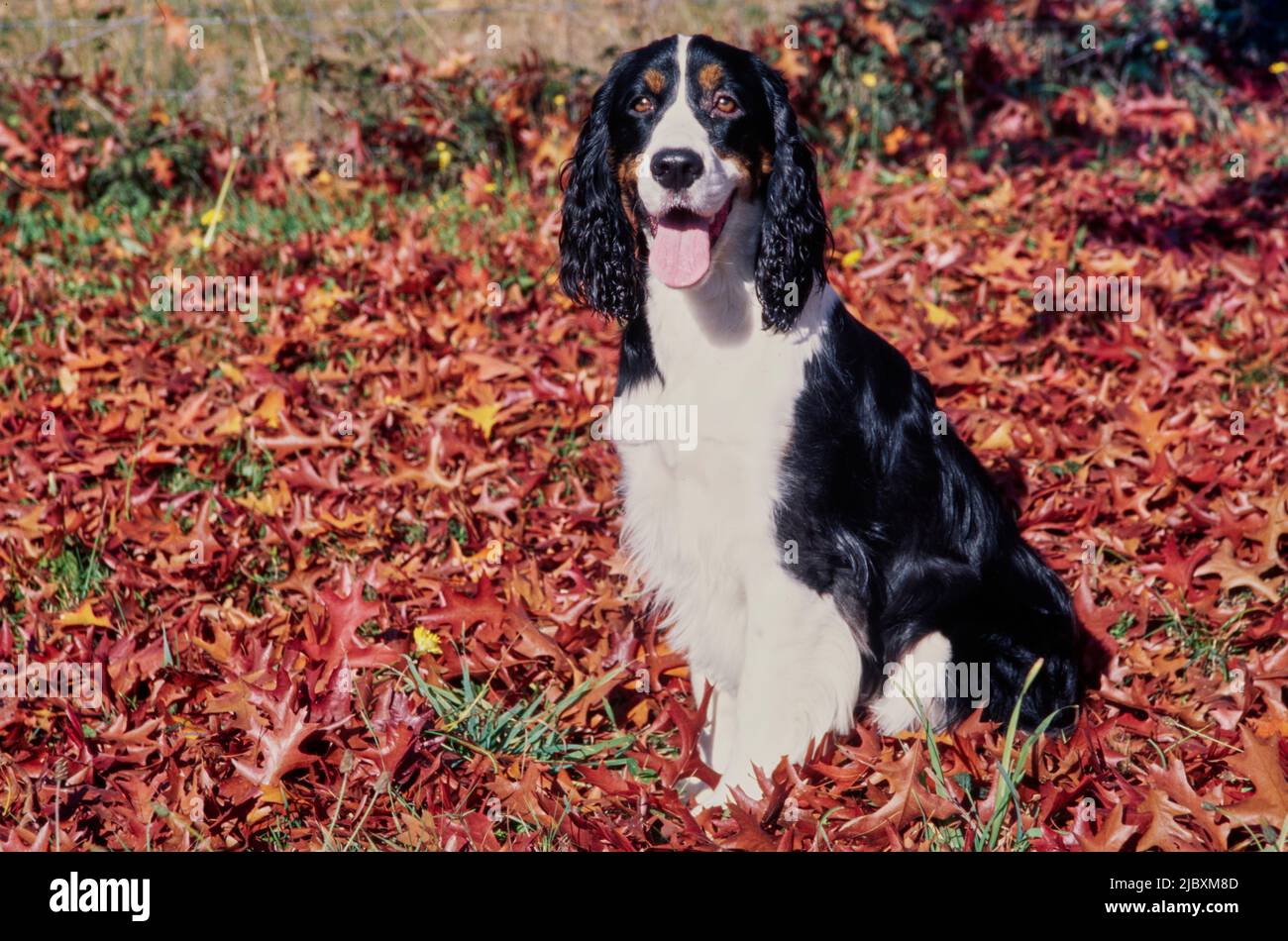 Tri Colored Springer Spaniel Puppies