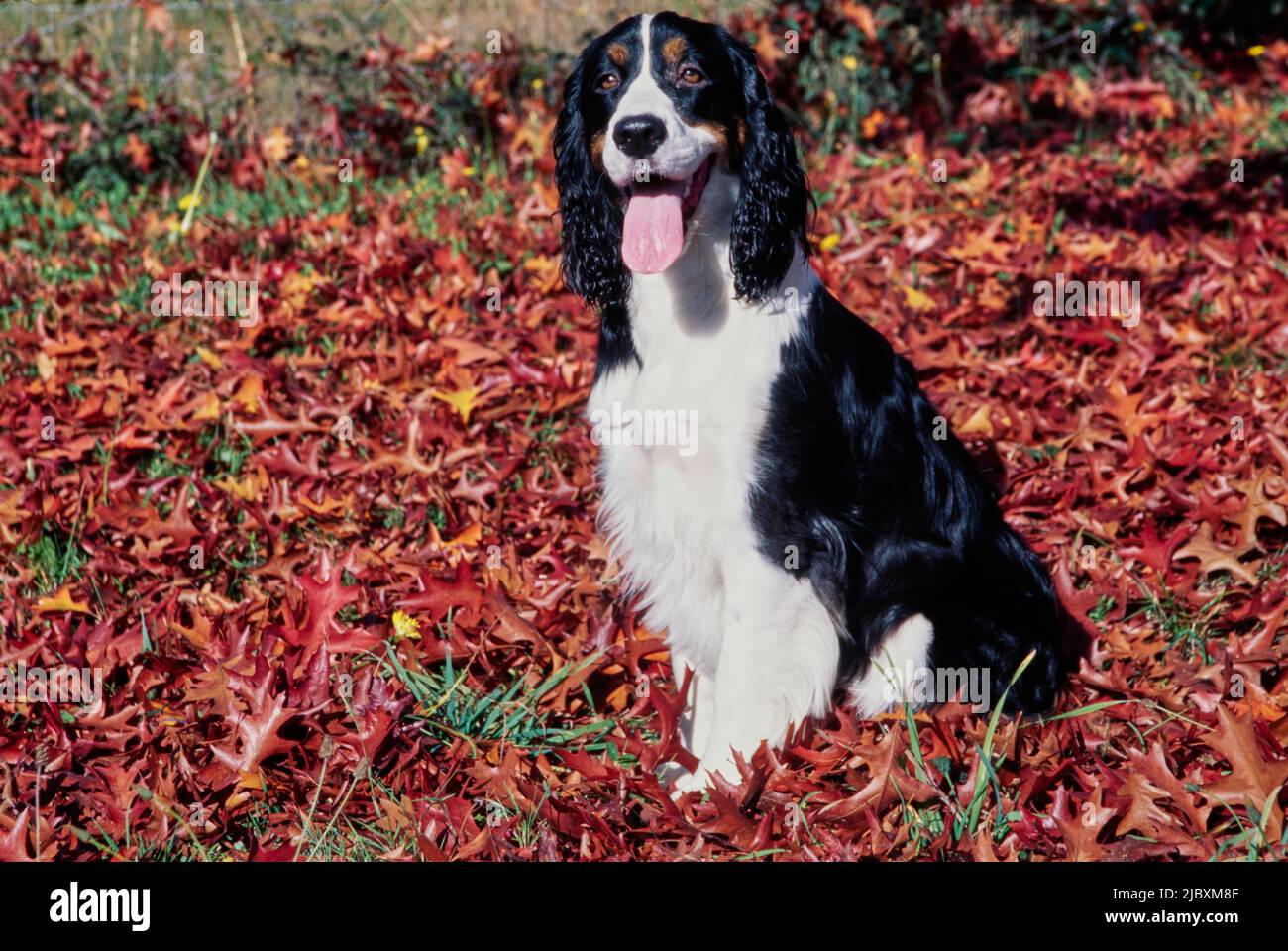 English spinger spaniel hi-res stock photography and images - Alamy