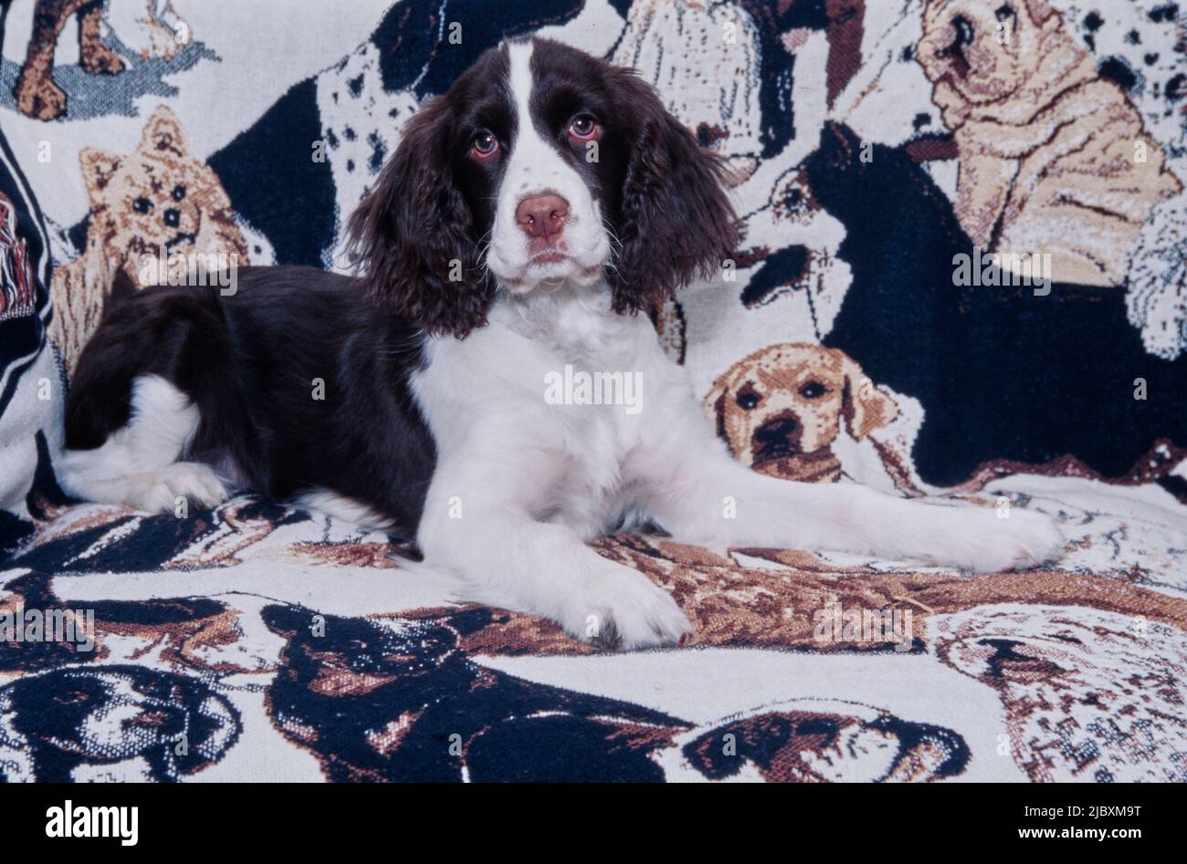 An English springer spaniel laying on a blanket printed with dog ...