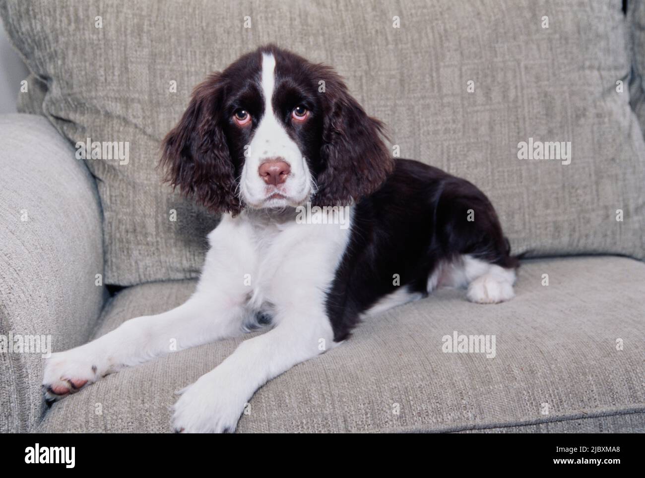 English spinger spaniel hi-res stock photography and images - Alamy