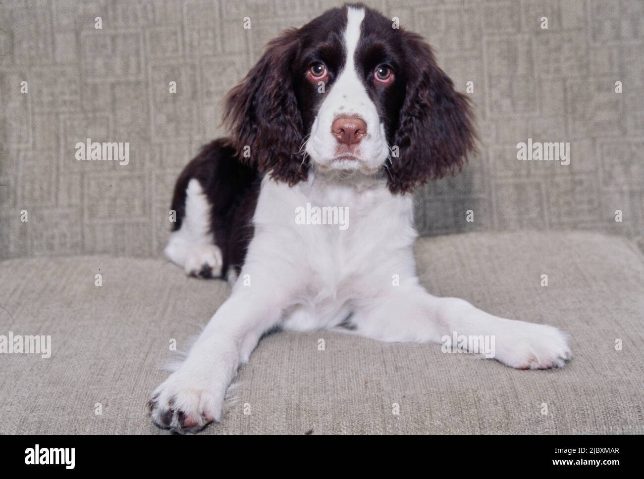 English spinger spaniel hi-res stock photography and images - Alamy