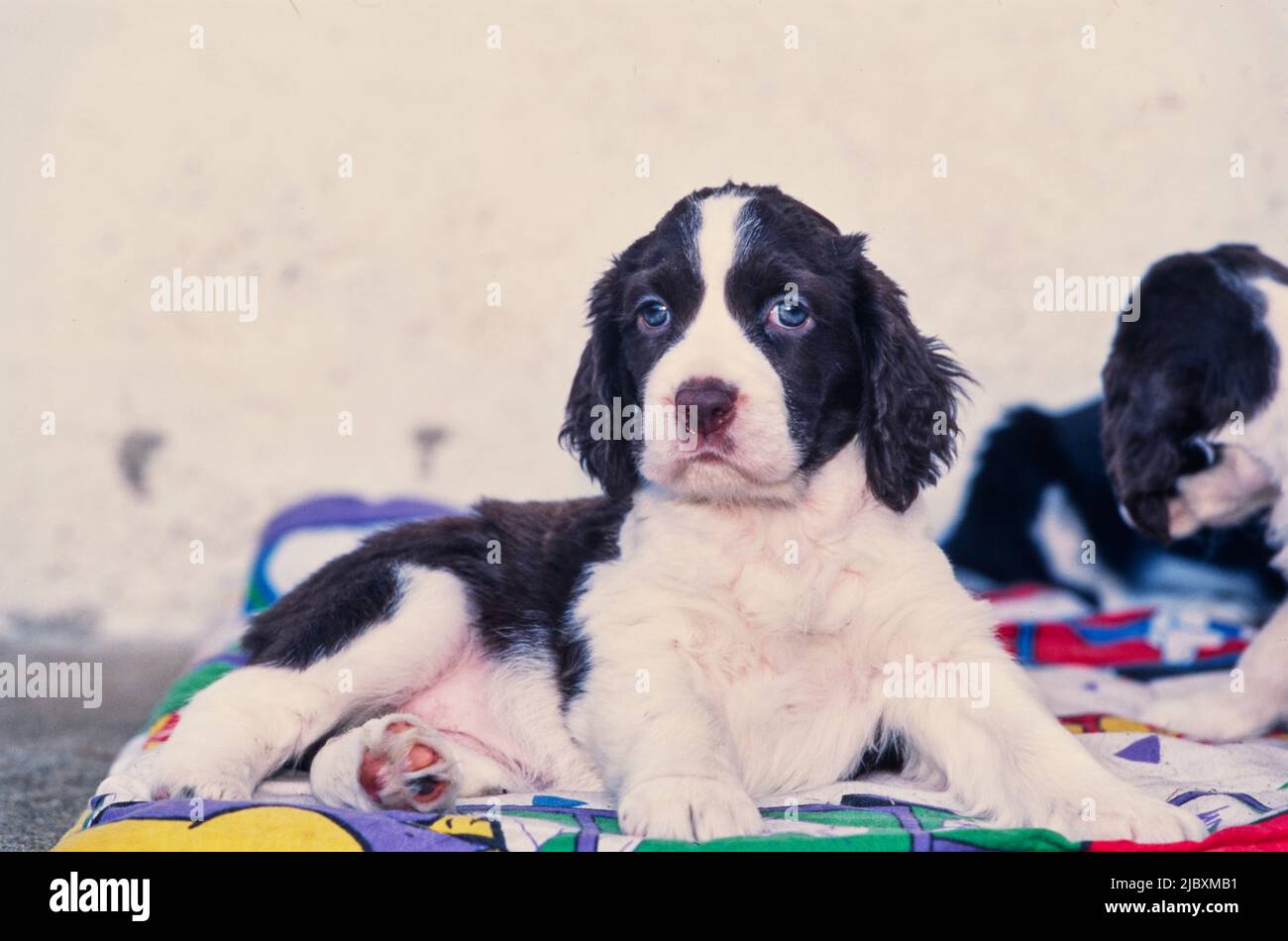 English spinger spaniel hi-res stock photography and images - Alamy