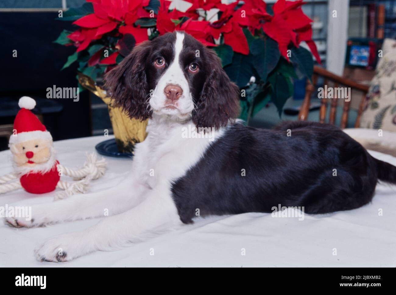 English springer spaniels christmas hi-res stock photography and images ...