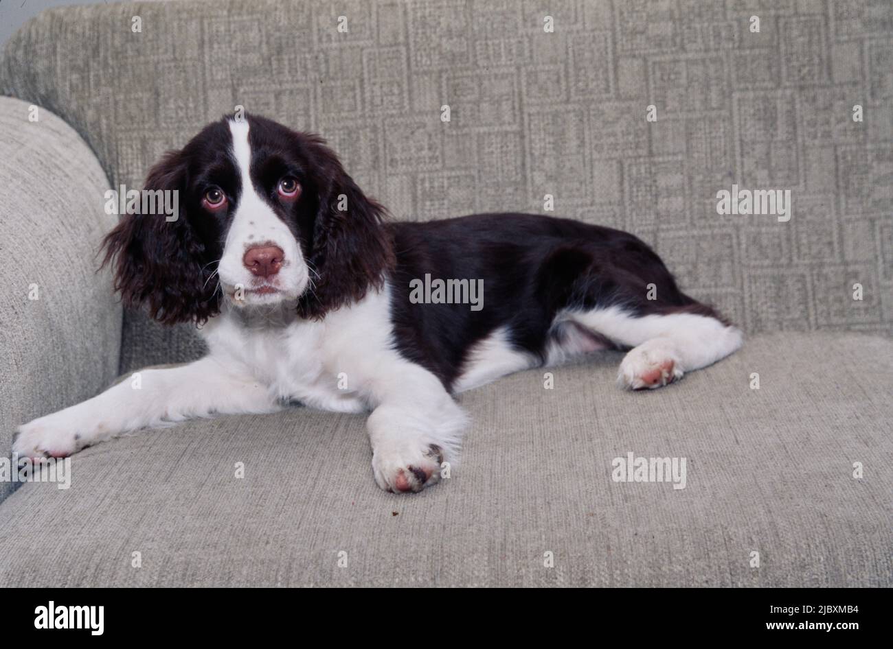 An English springer spaniel laying on a gray sofa Stock Photo - Alamy