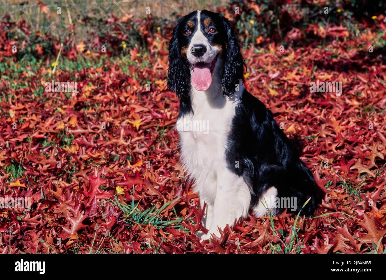 English spinger spaniel hi-res stock photography and images - Alamy