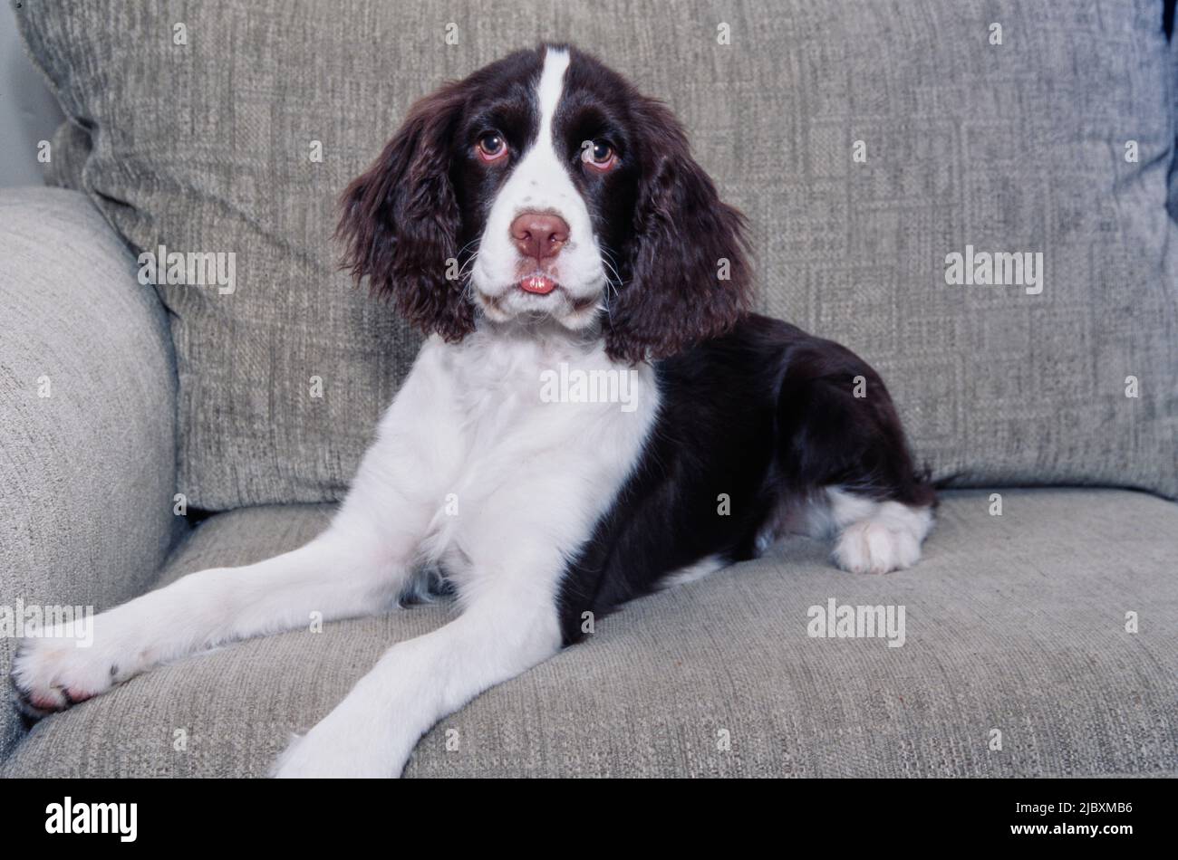 English spinger spaniel hi-res stock photography and images - Alamy
