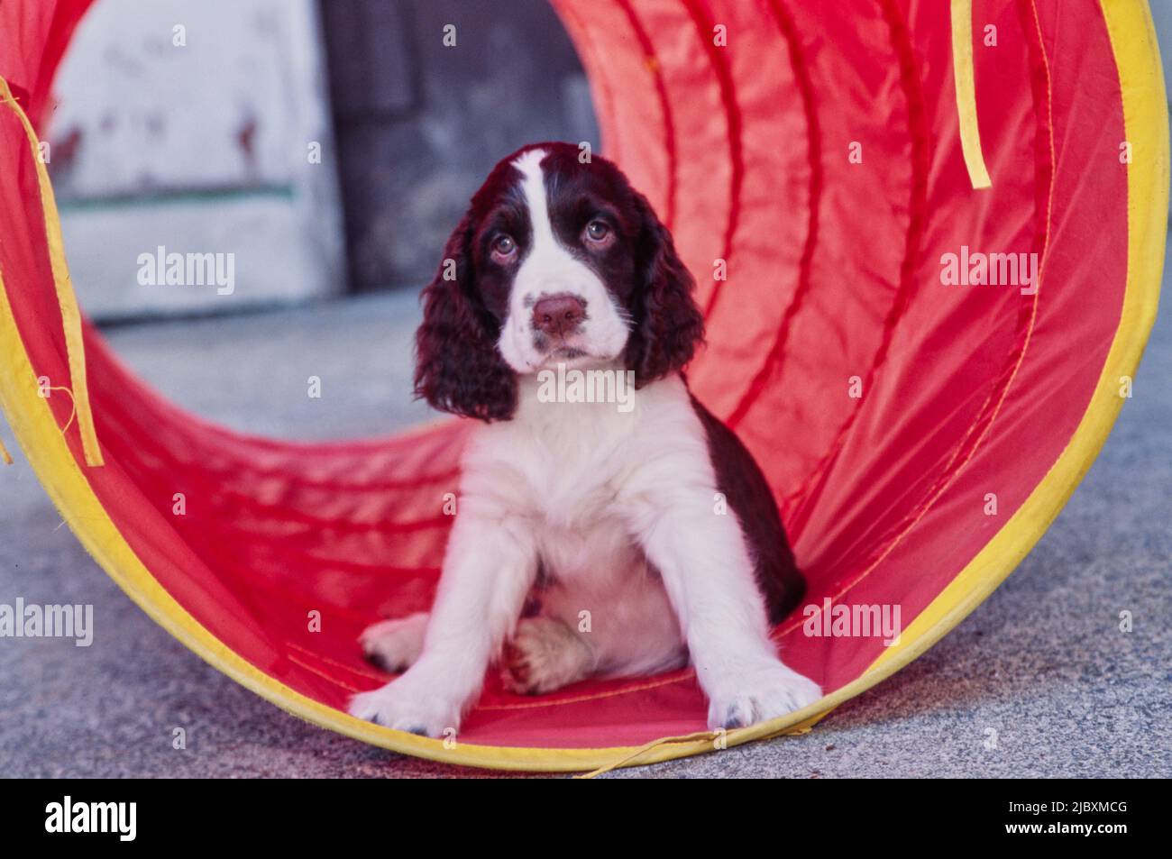 An English springer spaniel sitting in a red agility tunnel Stock Photo ...