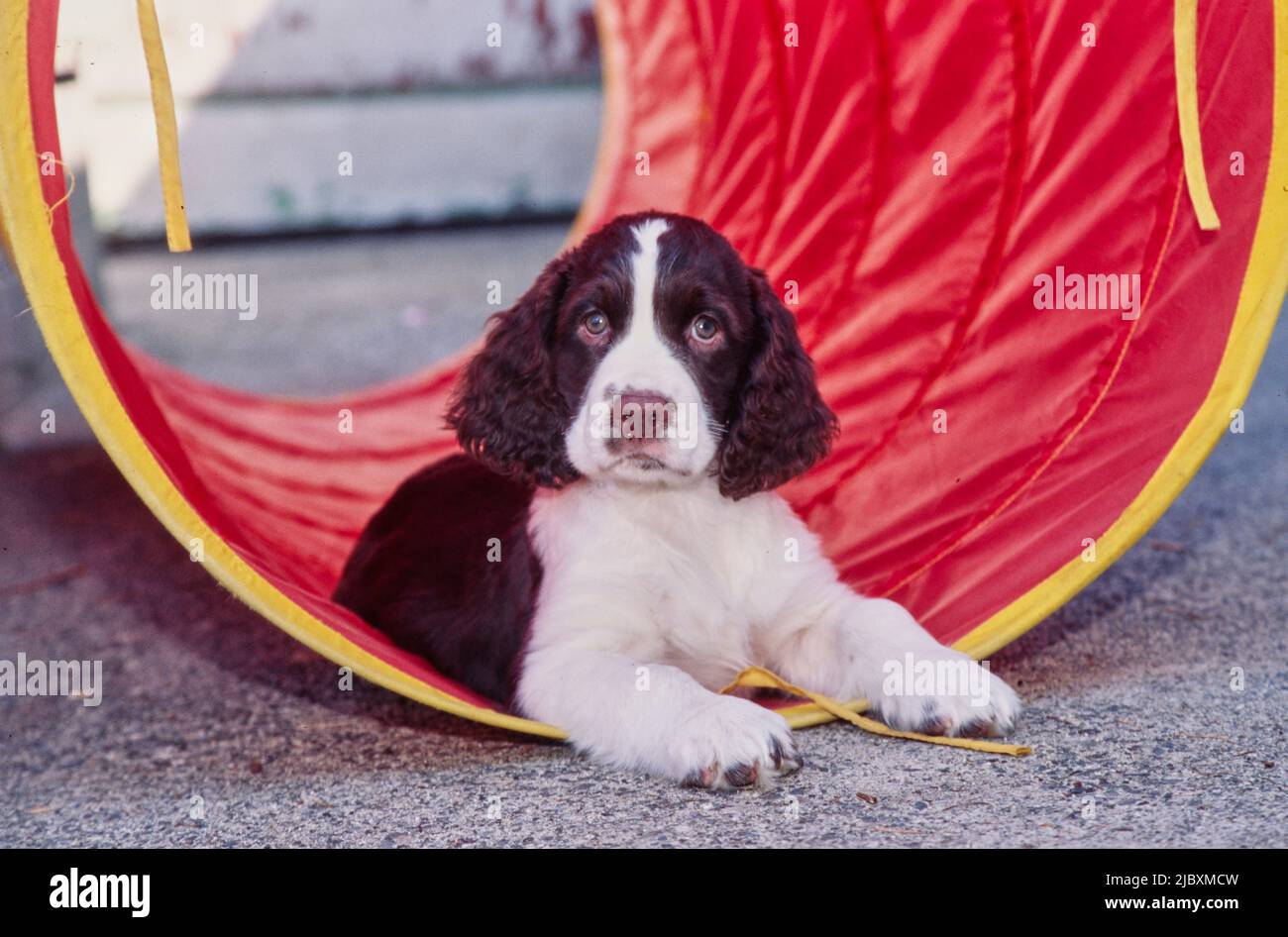 An English springer spaniel laying in a red agility tunnel Stock Photo ...