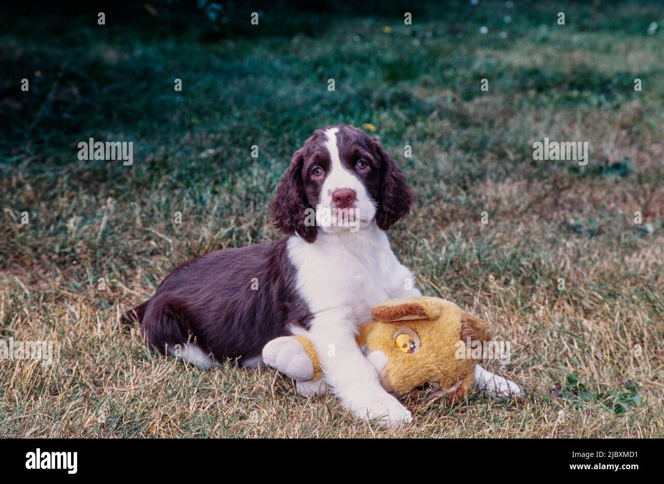 English toy spaniel hi-res stock photography and images - Alamy