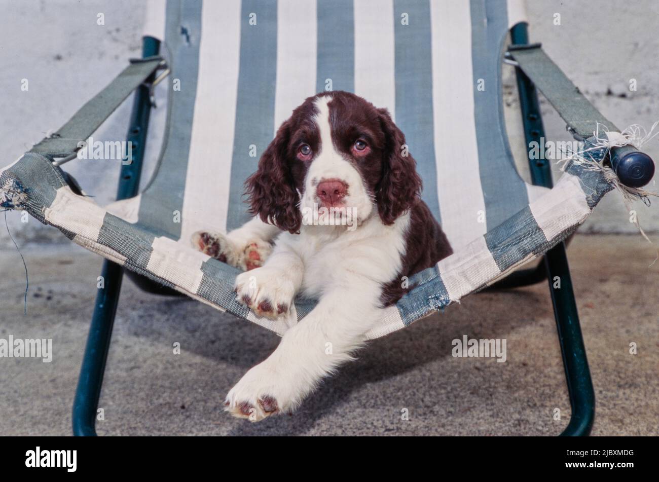 English spinger spaniel hi-res stock photography and images - Alamy
